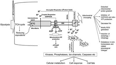 Frontiers | Mycobacterial Control of Host Mitochondria: Bioenergetic and Metabolic Changes ...